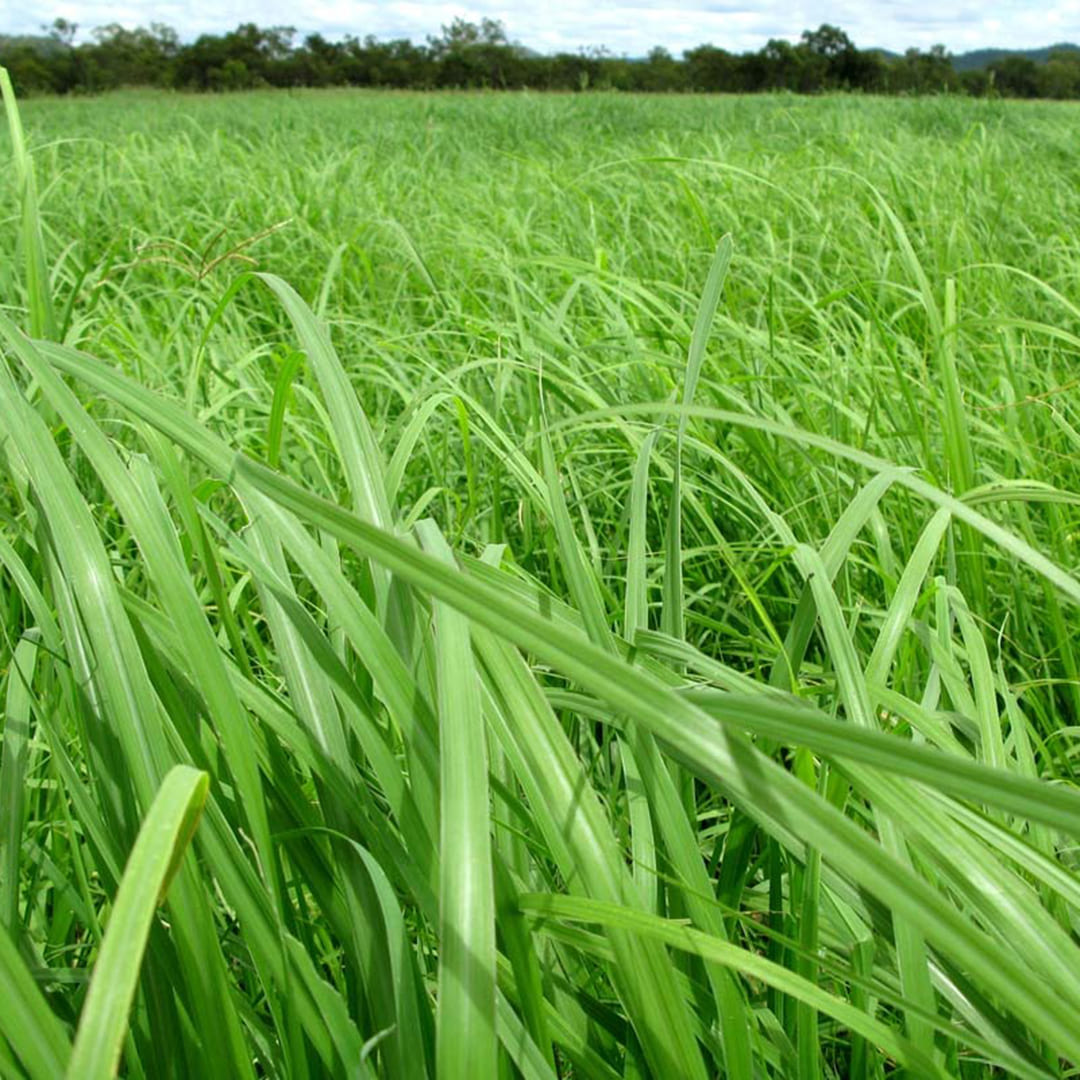 Premium Animal Fodder | Global Hay and Grass Supplier