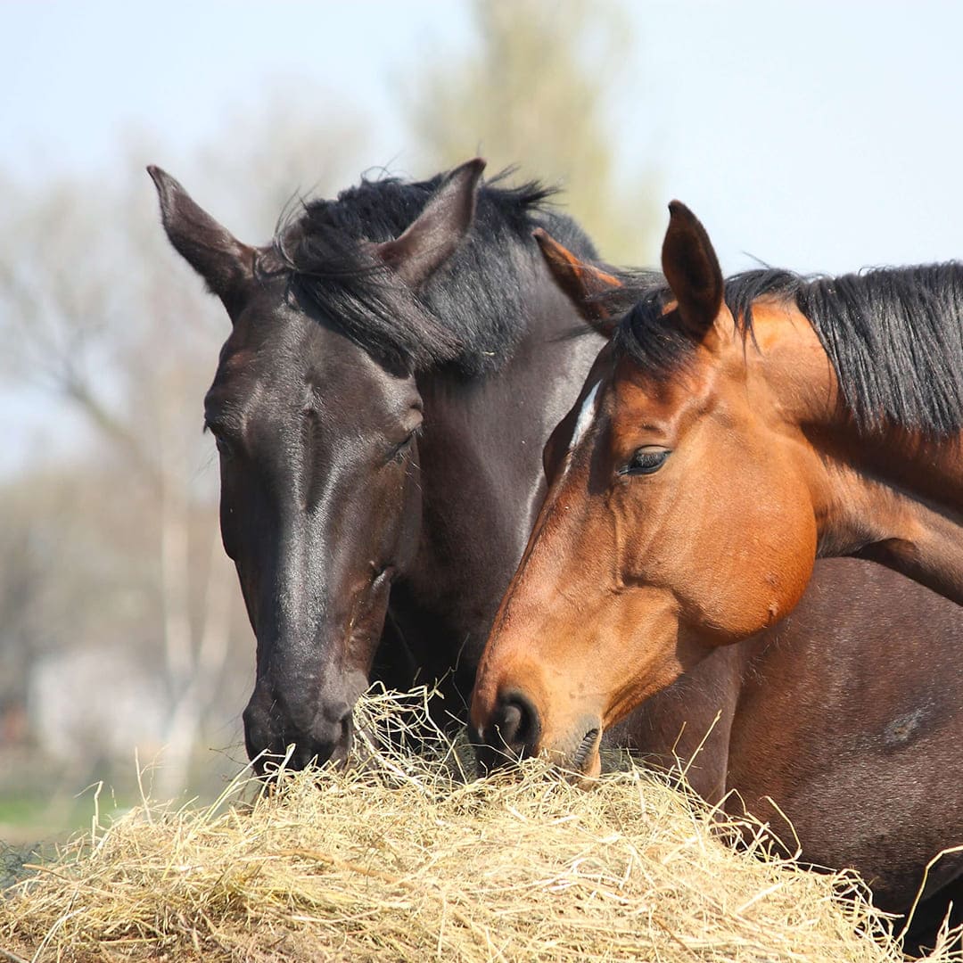 Premium Animal Fodder | Global Hay and Grass Supplier